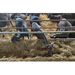 Nuevo aumento mensual en noviembre del 2,9% en el precio del pienso ...