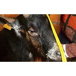 Importancia de los controles morfológicos para la caracterización de la ...