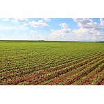 Agrogarante promove fórum híbrido sobre 'marcas inovadoras na ...