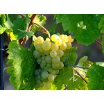 Dora Simões é a nova presidente da direção da Comissão de Viticultura ...