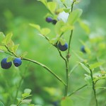 Agrogarante divulga análise setorial sobre mirtilo - Agriterra ...