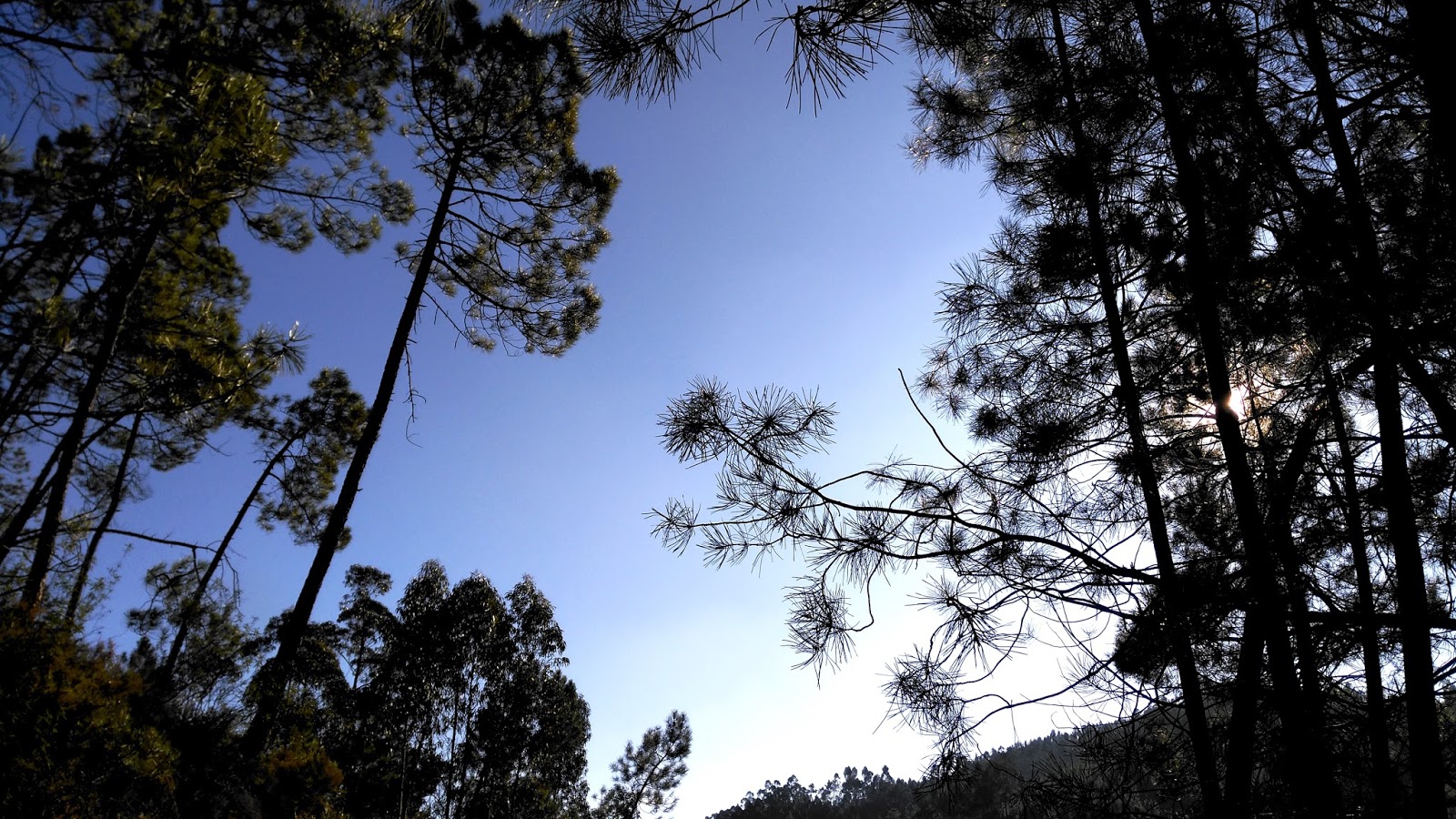 Manual de boas práticas para o Pinheiro-Bravo apresentado online ...