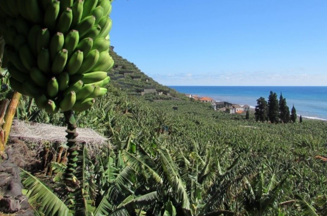 Comercialização de banana da Madeira cresce 23,2% nos quatro primeiros ...