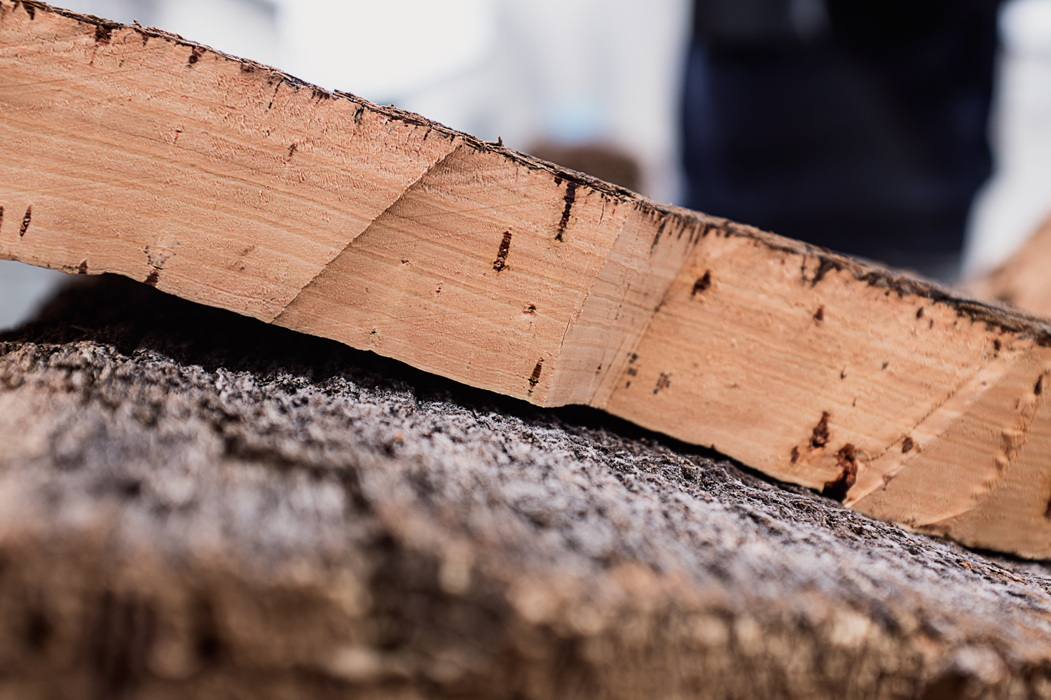 Cortiça cresceu em atividade e em valor - Agriterra - Informação ...