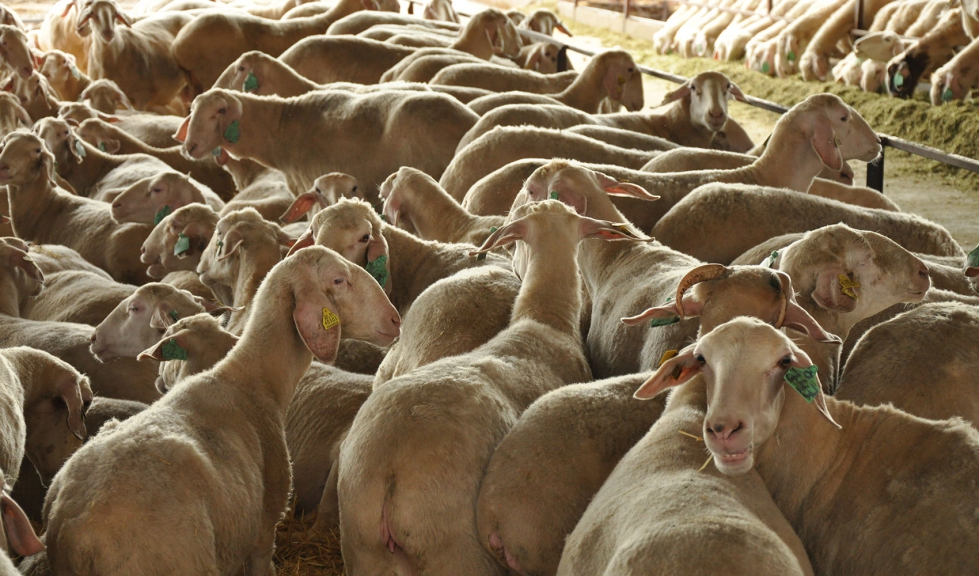 La ayuda asociada de ovino tendrá un importe en 2020 de 11,60 euros por ...