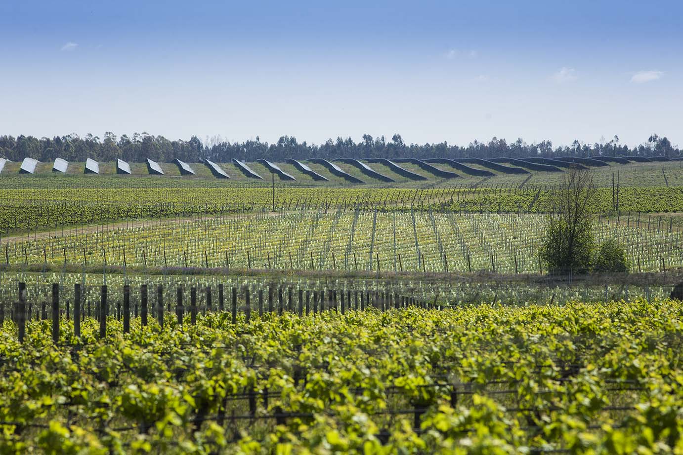 Programa de sustentabilidade dos Vinhos do Alentejo recebe distinção ...