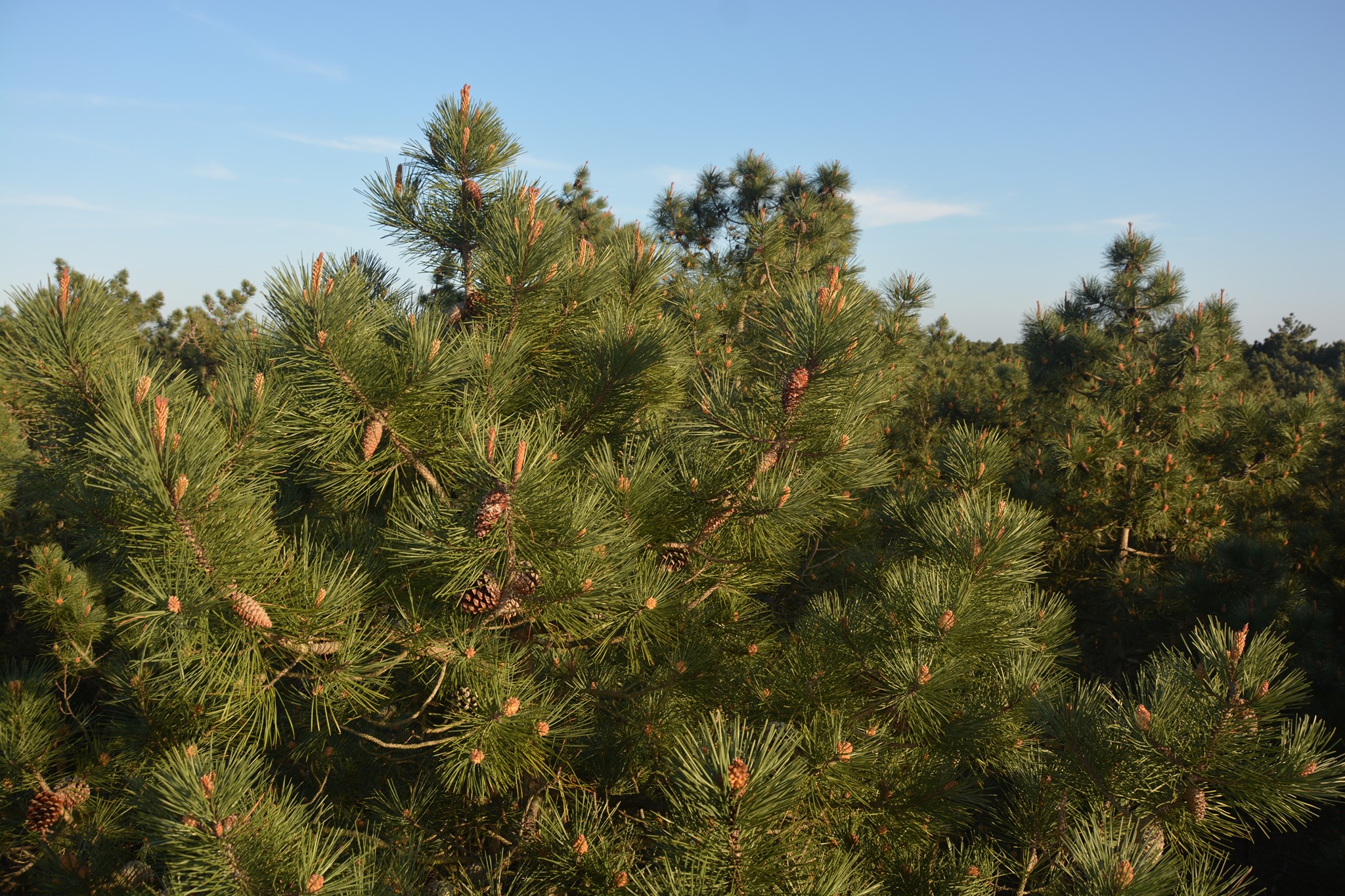Há uma agenda portuguesa de investigação do Pinheiro-Bravo - Agriterra ...