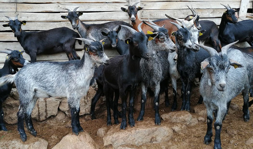 Genotipado e inscripción de los animales de reposición de la raza ...