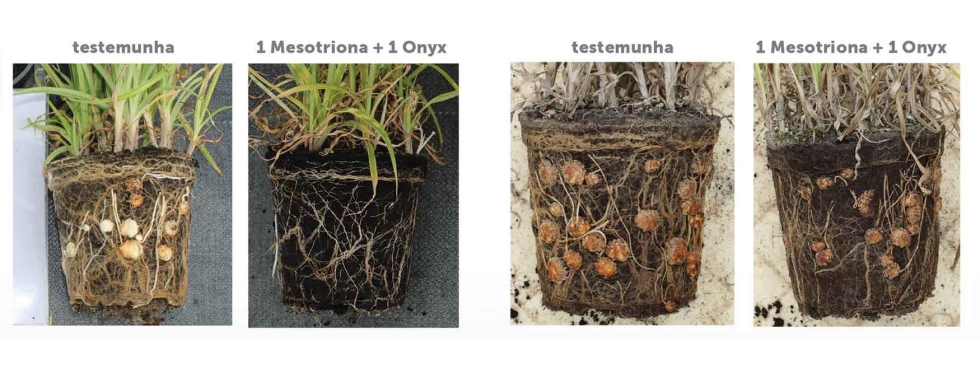 Belchim Crop Protection: uma gama completa de herbicidas para o milho ...
