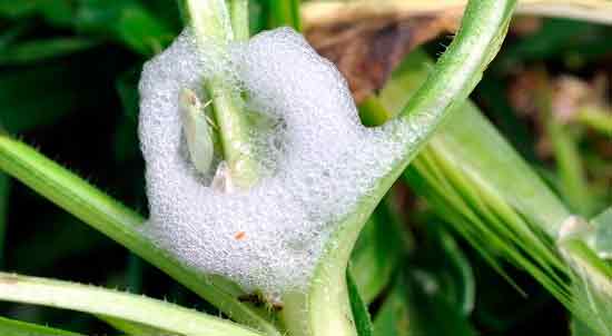 El conocimiento de los vectores, clave para el control de Xylella ...