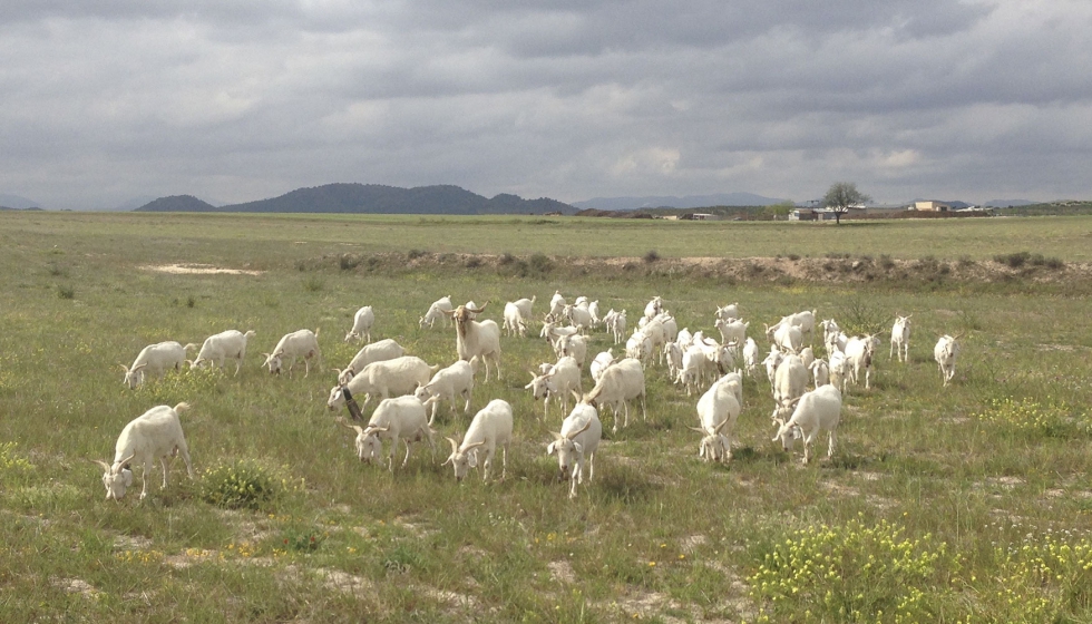 Incluidos todos los rebaños caprinos en el programa de tuberculosis de ...