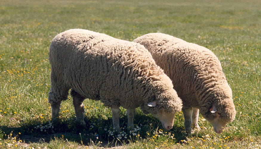 Investigan a un ganadero de Badajoz por la sustracción de 50 ovejas - Ovino