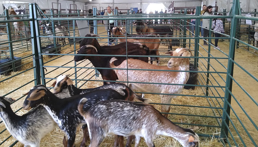 La Feria de Ronda acoge una ponencia sobre el proyecto ...
