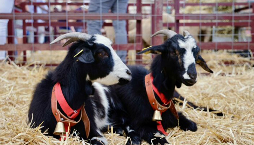 Salamaq25 acogió el I Concurso Oficial de Ganado Caprino de Cabra de ...