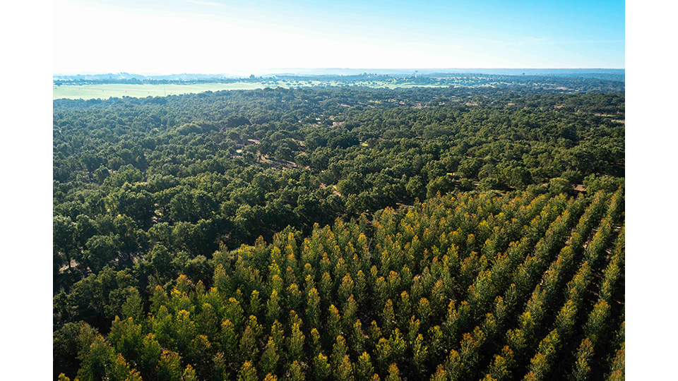Altri Florestal lança 'Diário da Floresta' uma websérie que dá voz a ...