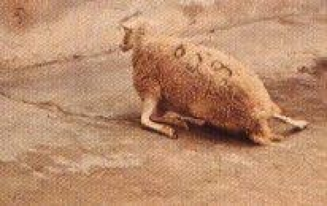 El número de casos de scrapie en España desciende alrededor del 30% ...